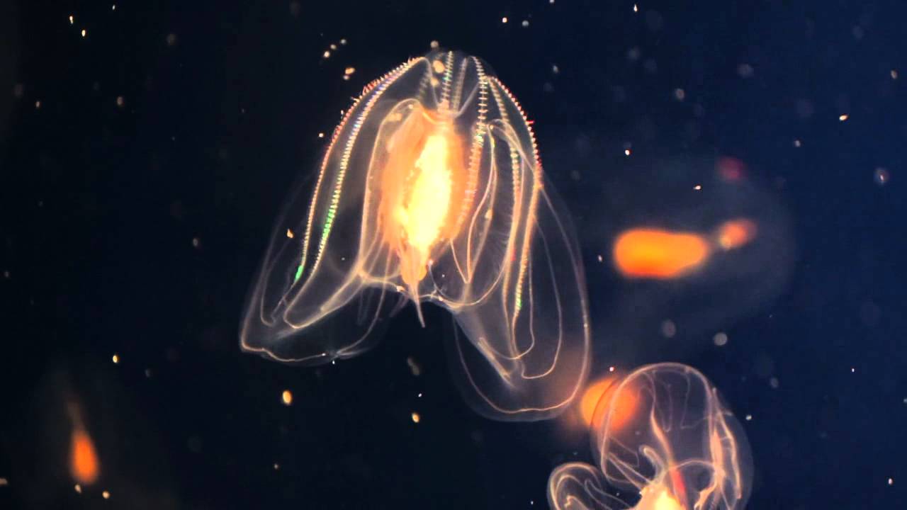 psychedelic blinking Jelly fish - YouTube