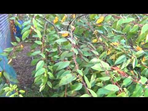 A Very Messy Garden - YouTube