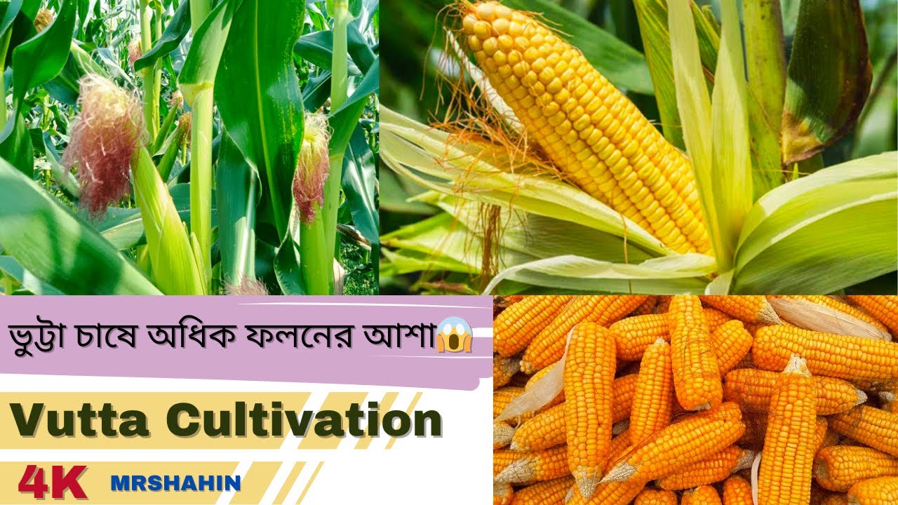 ভুট্টা চাষ পদ্ধতি || ৩ মাসে লাভ ২ লাখ টাকা! || vutta chas Bangladesh ...