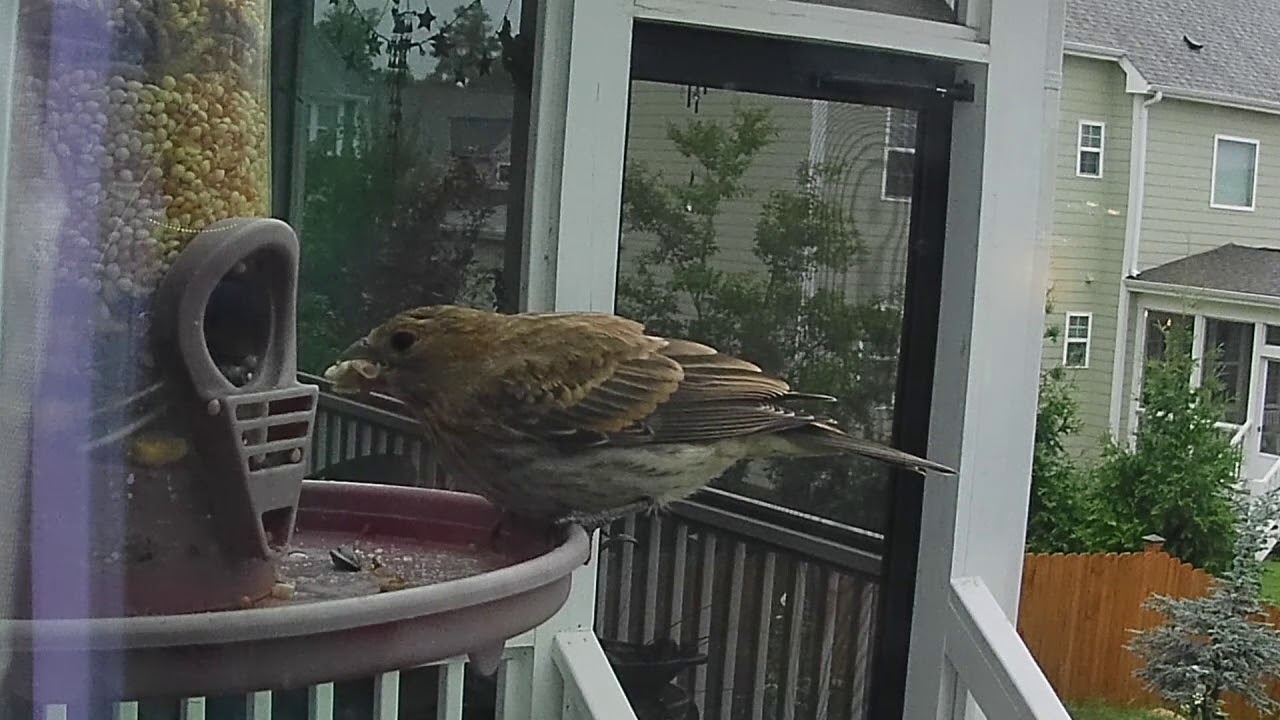 Little Birds at My Window - YouTube