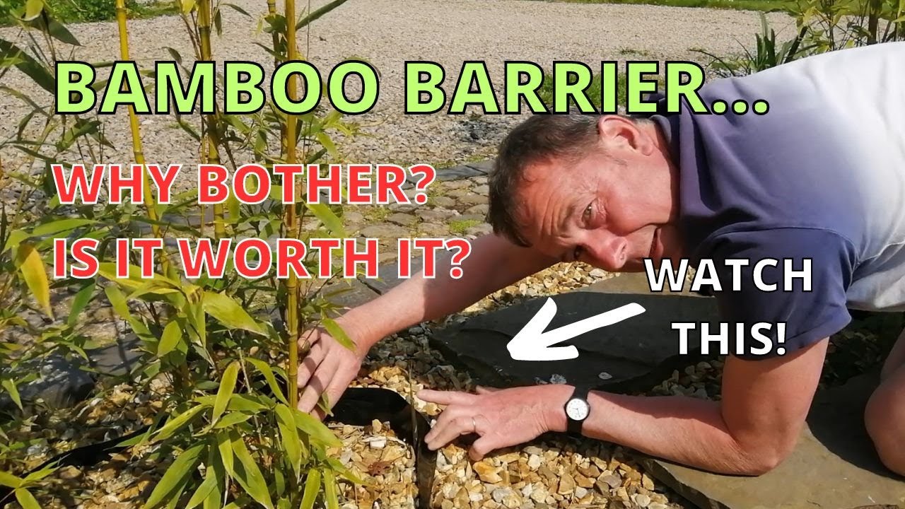 Invasive Bamboo. AMAZING BAMBOO BARRIER. Why Bother? WATCH THIS! - YouTube