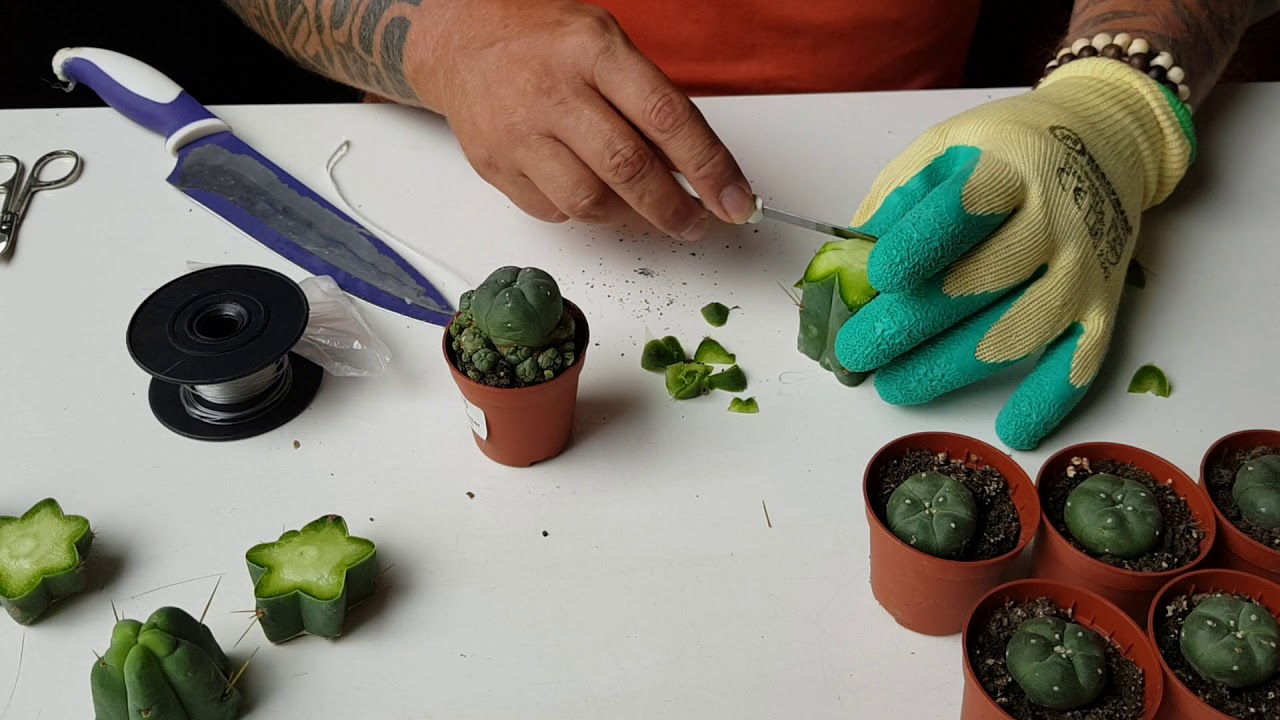 Peyote grafting by Smu ijmuiden - YouTube