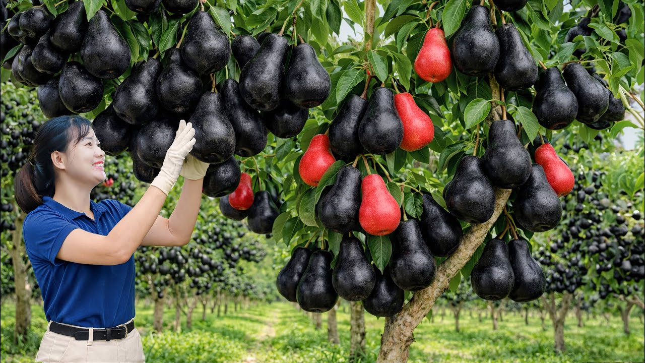 Harvesting Forest Road Pear | Rare Dark Pears From A Hidden Mountain ...
