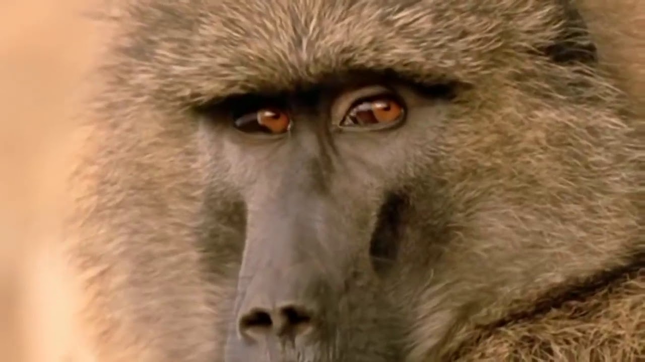 Baboon vs Gazelle | Amazing Mother Gazelle Try To Protect Her Newborn ...