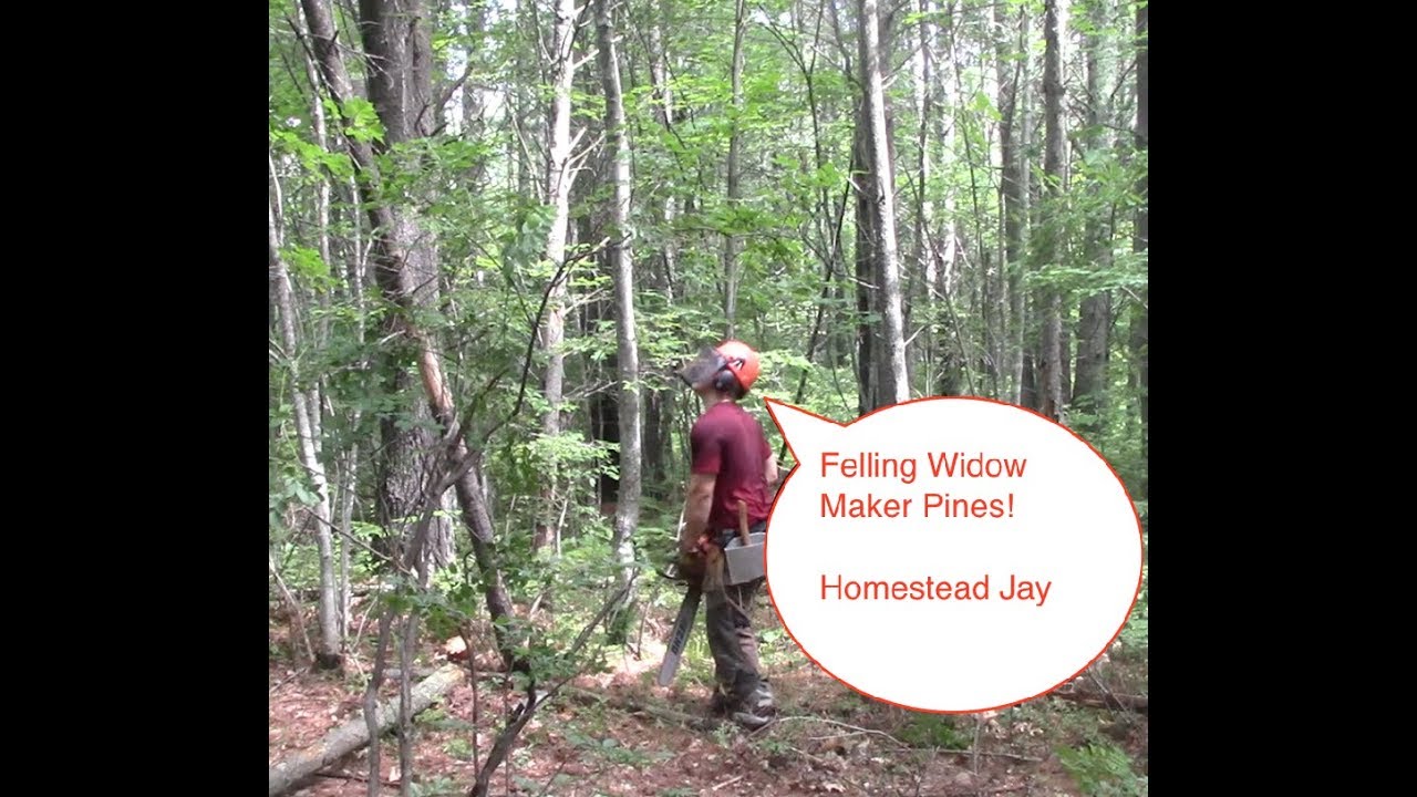 Felling Widow Maker Pines On The Trails! EP 14 - YouTube