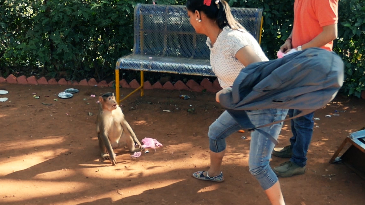 Monkey and Man Fight | Man Vs Monkey | Bandar ka Video | बंदर - YouTube