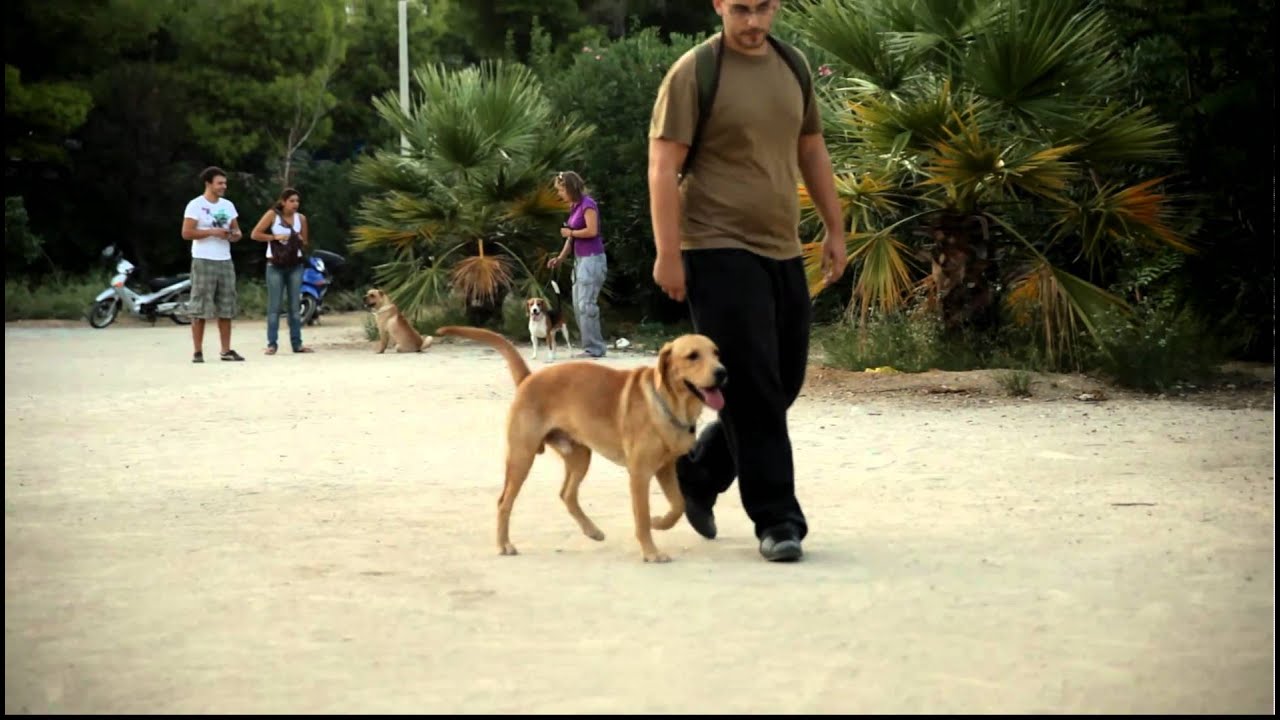 Εκπαιδευση σκυλων - Υπακοη χωρις λουρι Labrador - k9training.gr - YouTube