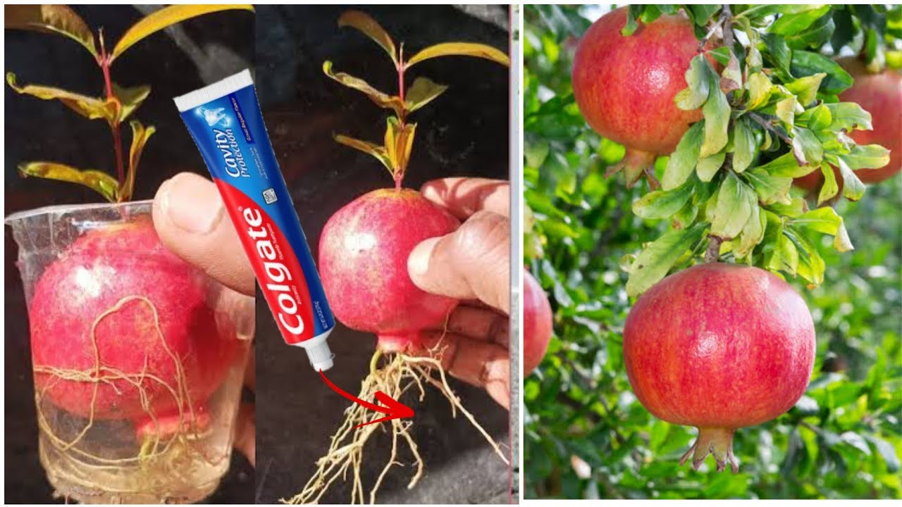 How to grow pomegranate from seeds | pomegranate propagation | how to ...