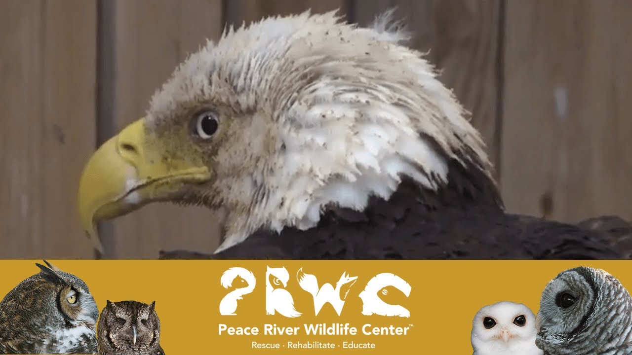 Icarus the Bald Eagle on Wink News #BaldEagle #Electrocution - YouTube