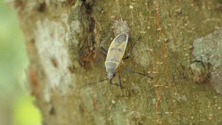 Mexican Bordered Plant Bug crawls around and cleans its antennae