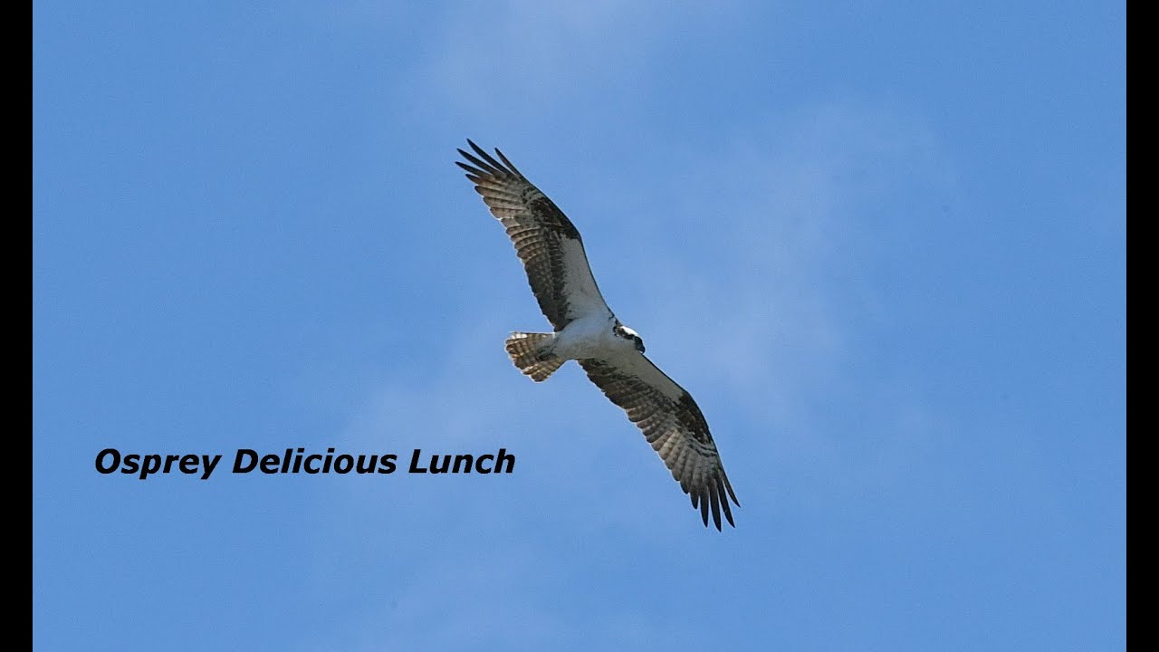 Osprey Delicious Lunch - YouTube