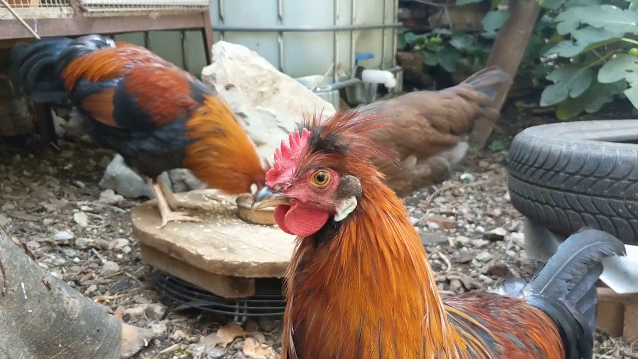 Chicken Spinner - Relaxing and Funny Chicken Video - YouTube