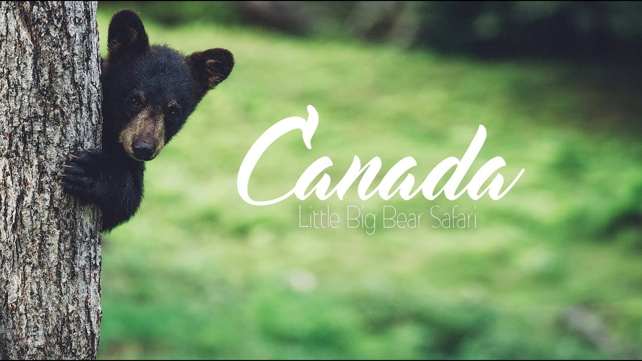 CANADA | Little Big Bear Safari, New Brunswick - YouTube