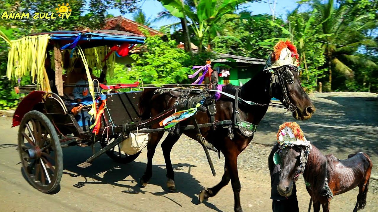 Kuda Naik Kuda Delman Hias Delma Naik kuda Kuda Poni Kuda Lari Kuda ...