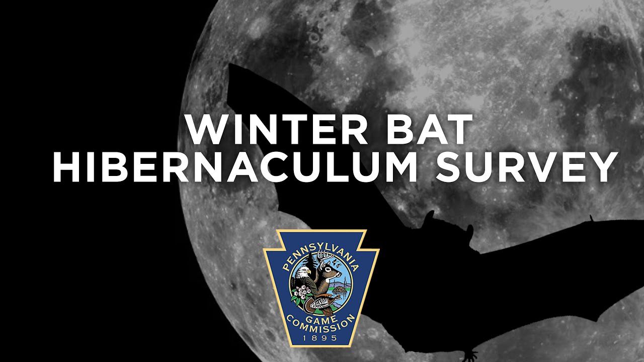 Winter Bat Hibernaculum Survey - YouTube