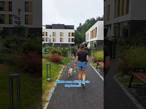 Pampi na dovolenke v super dogfriendly ubytku cez Zľavomat. Vo Vislow Resort v Poľsku. #pampi #pes