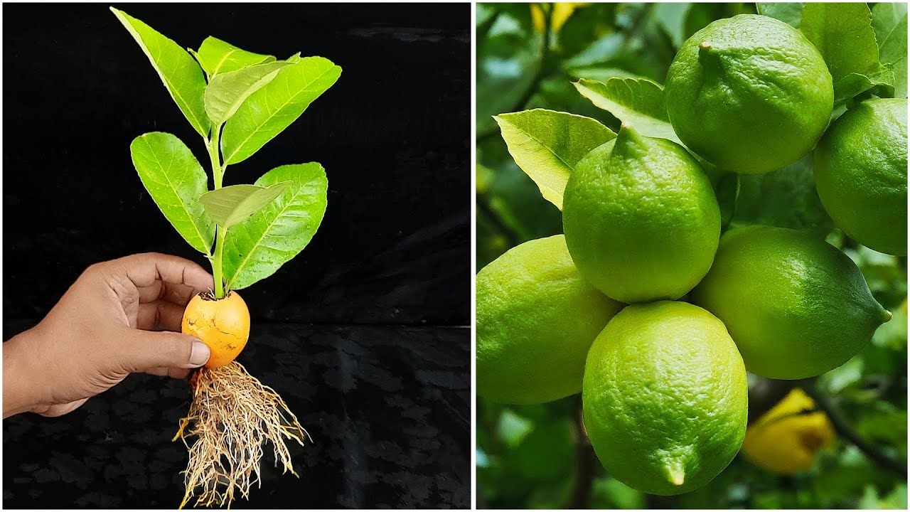 How to propagate lemon tree from cutting with in an egg shell || lemon ...