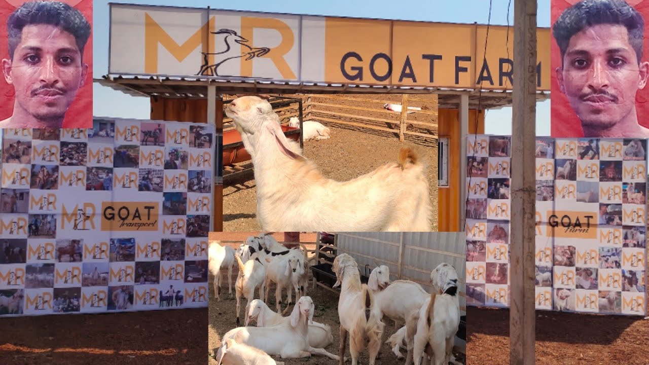 M R goat farm | khassi bakro ki taiyari kaise hoti hai khulega raaz | big goats feed - YouTube