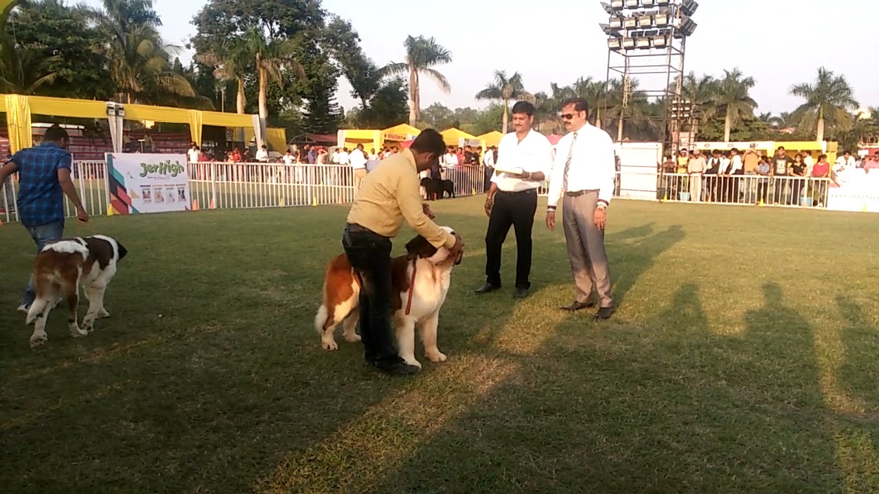 INDIAN TOP WINNING SAINT BERNARD GAURAV'S SIMBA INDORE DOG SHOW 2 BEST OF BREED AND 5 BEST IN ...
