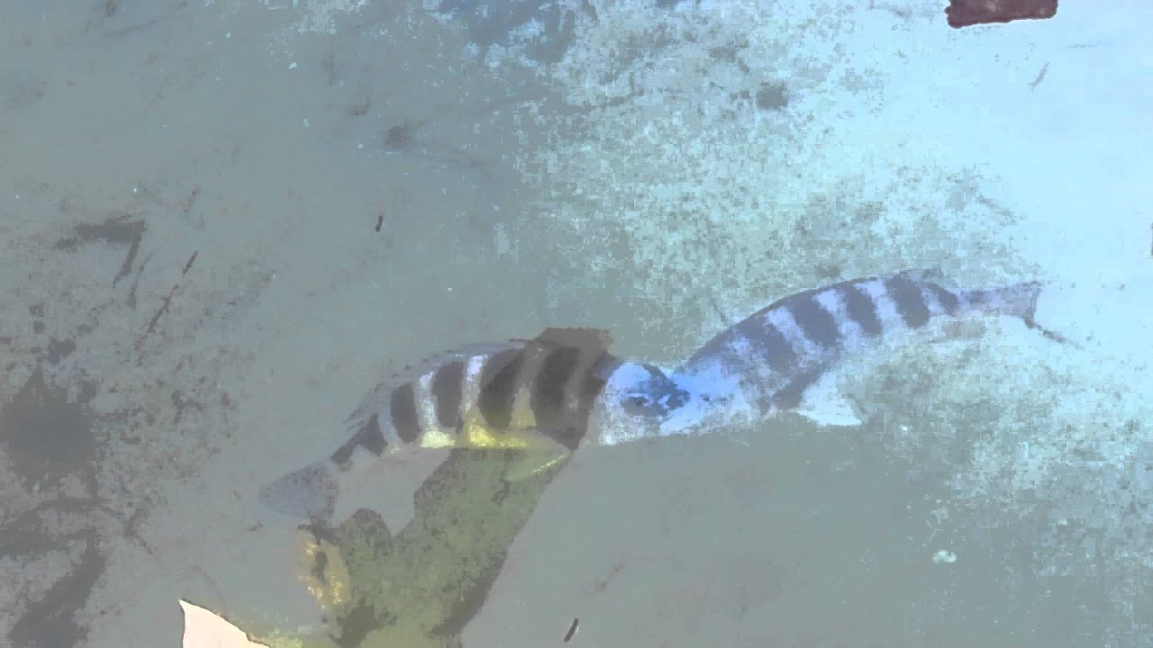 Fish mating ritual? - YouTube