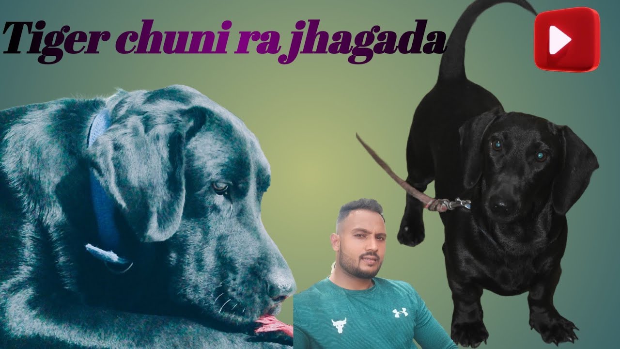 Tiger chuni ra joradara jhagada #odisha #odiavlog #trending # ...