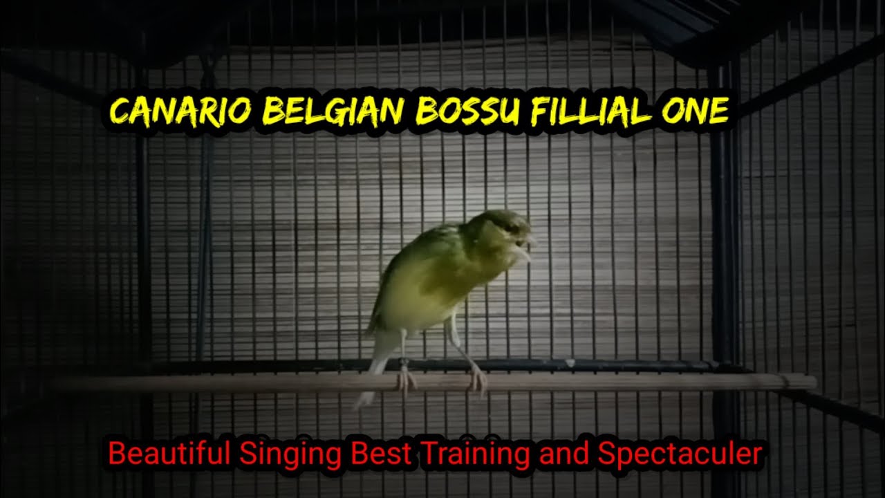 Canario Belgian Bossu Fillial One || Beautiful Singing Best Training ...