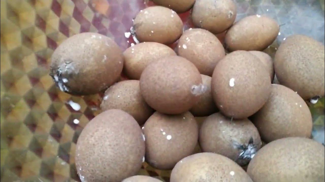 Safeda harvest of rooftop garden। Shopna's Rooftop Vlog. - YouTube