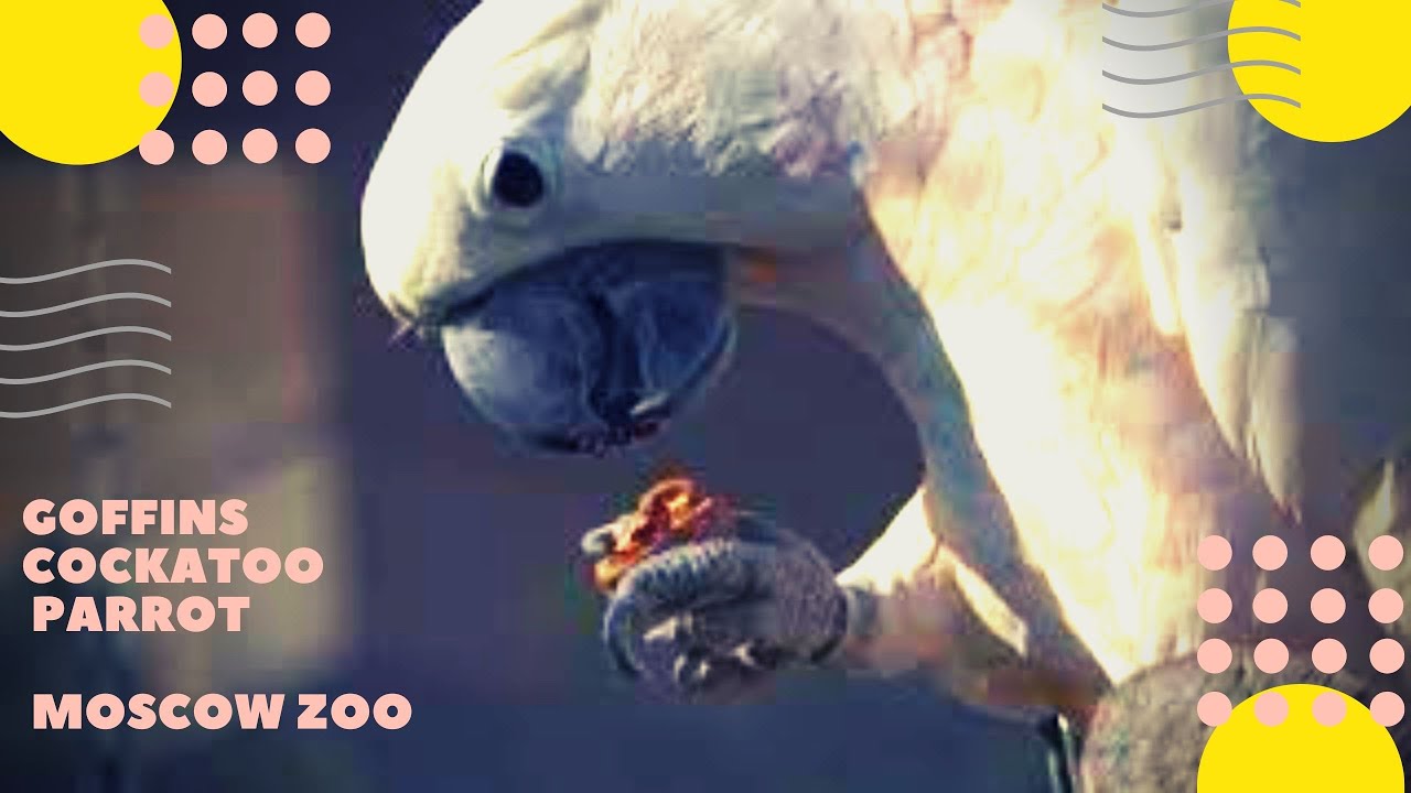 Какаду Гоффина Московский зоопарк Попугай Goffins Cockatoo Moscow Zoo ...