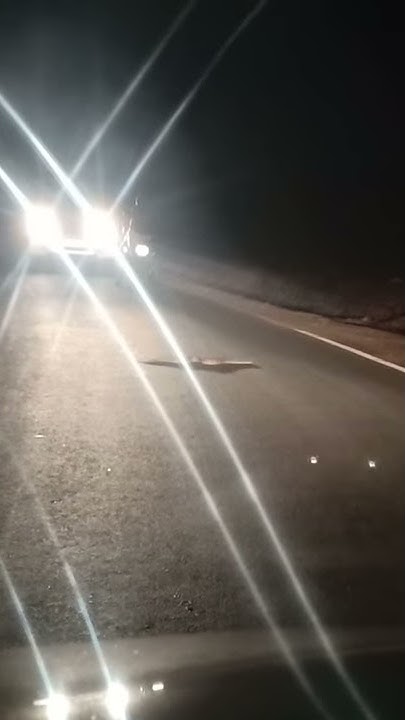 A Python crossing a road in Sri Lanka - YouTube A Python crossing a road in Sri Lanka - YouTube