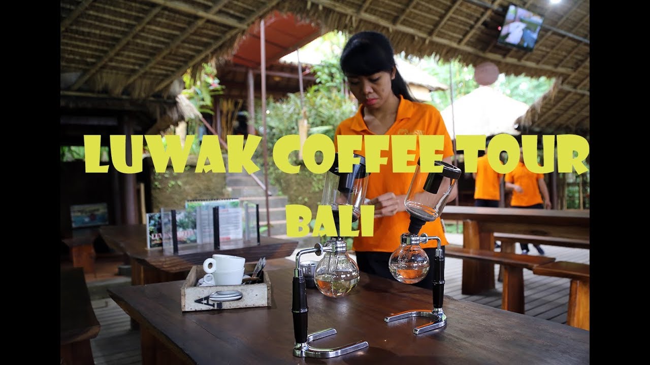 BALI | Segara Windhu - Tur Kopi Luwak - YouTube