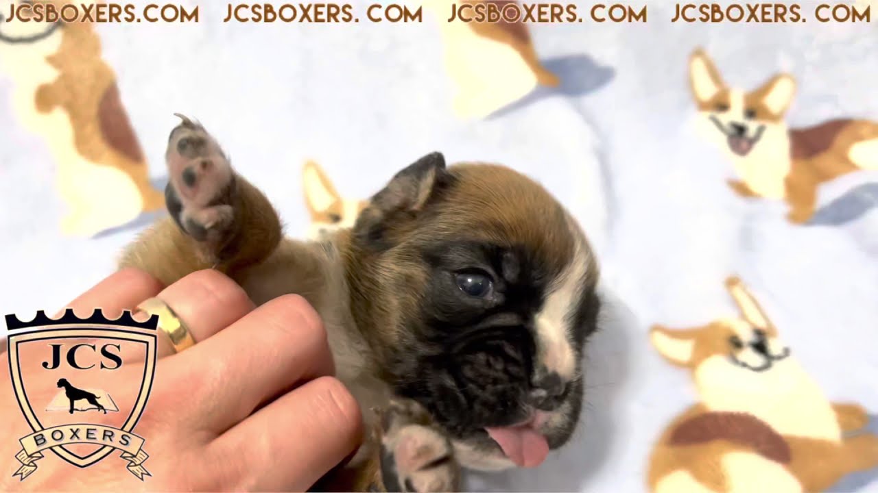 Euro Boxer Puppies @ JCS BOXERS - YouTube