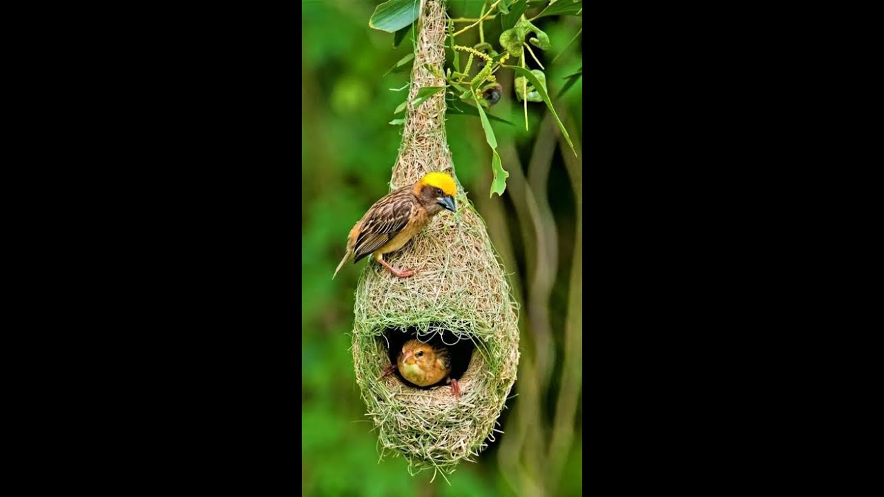 #Thookanang kuruvi Nest #Rare_species_of_Birds :( Engineering Birds ...