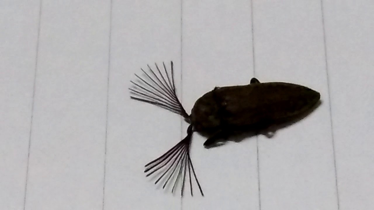 Cidar beetles - Cedar beetles - ด้วงสีดา - ด้วงดีด - YouTube