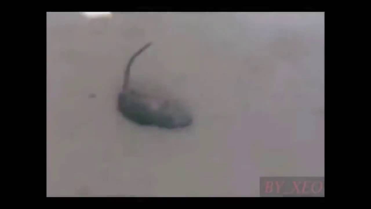 Amazing rolling mouse for 15 minutes - YouTube