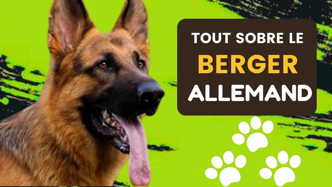 BERGER ALLEMAND : DÉCOUVREZ TOUT SUR CETTE INCROYABLE RACE ET COMMENT ...