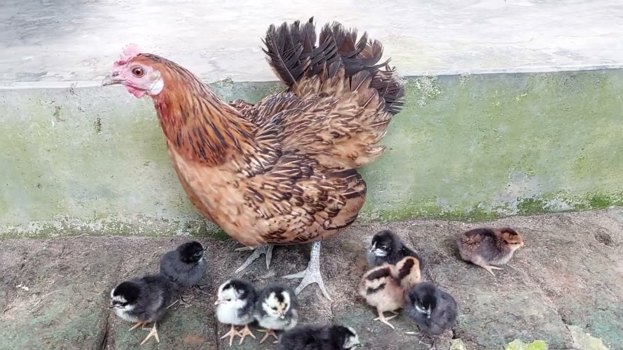 Mother Hen and Little Cute Hen | Hen Video - YouTube