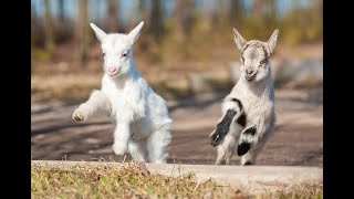 Pygmy Goat Happy Birthday