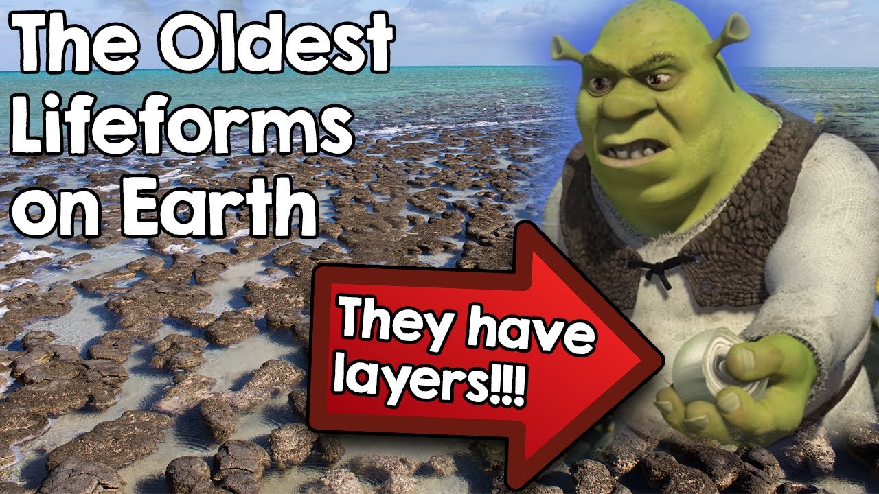 The Oldest Lifeforms on Earth - YouTube