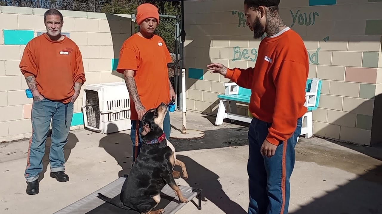 Pawsitive Changes Prison Program in Effingham County - YouTube