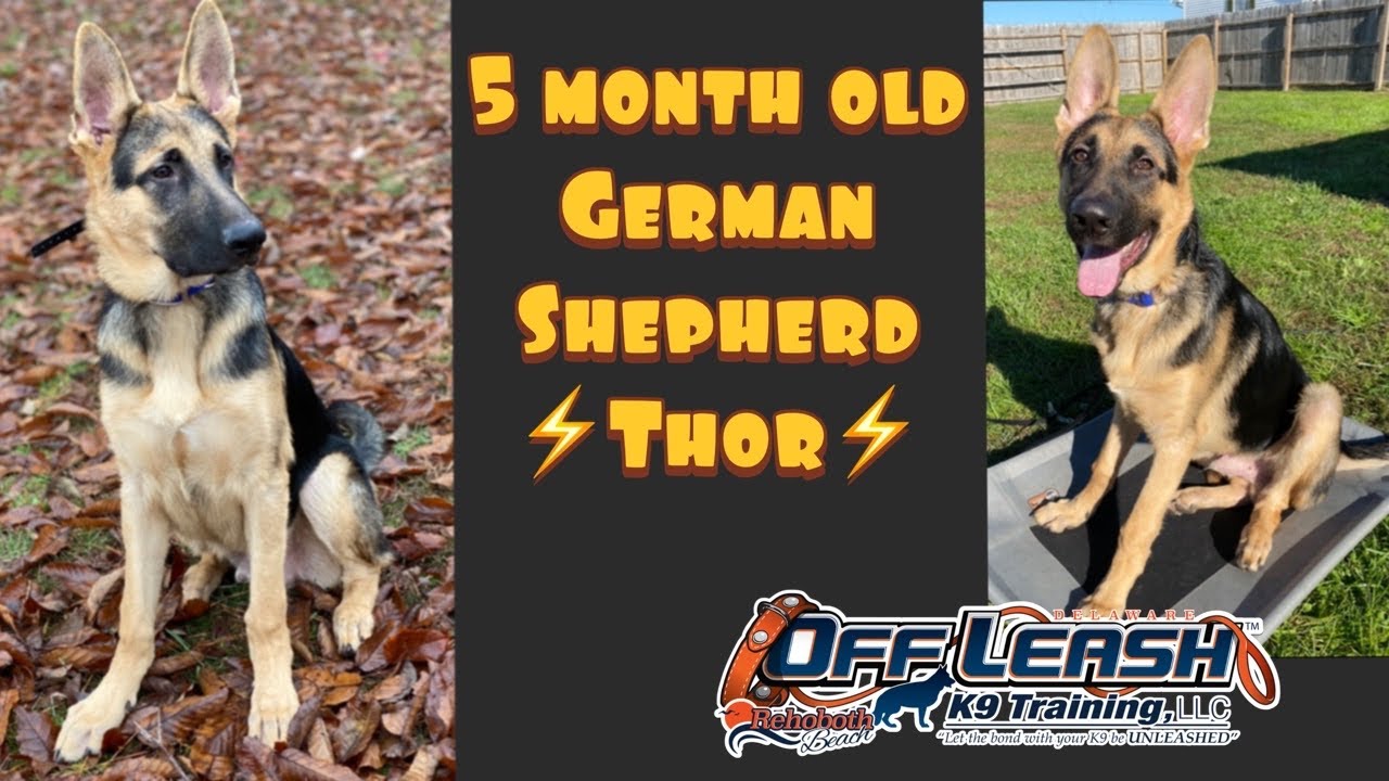 5 Month Old German Shepherd (Thor) | Puppy Transformation | Board ...