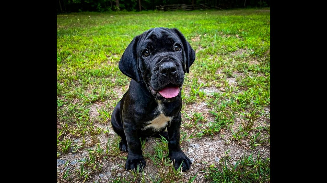 Fun in the park with a nine week old Cane Corso puppy. - YouTube