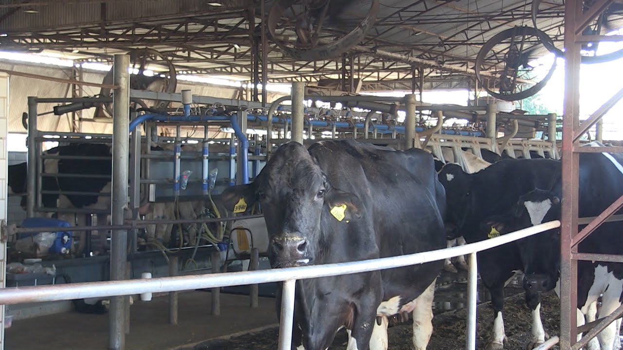 AGROFAG: Fazenda Iguaçu + Star Milk + Entrevista com Ibrahim Fayad ...