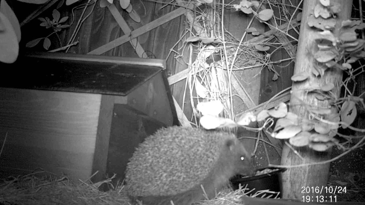 Hedgehog Cam - YouTube