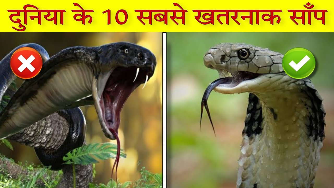 दुनिया के 10 सबसे खतरनाक साँप 😱 || Snakes Facts || Amazing Facts About ...