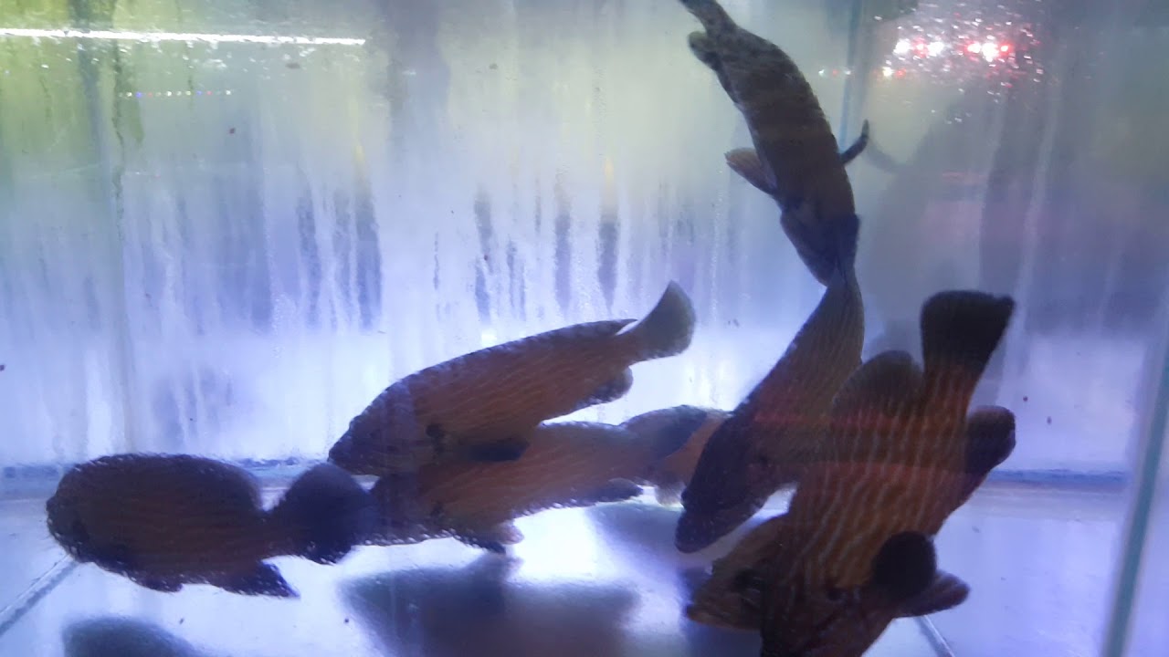 Blue Line Grouper - YouTube