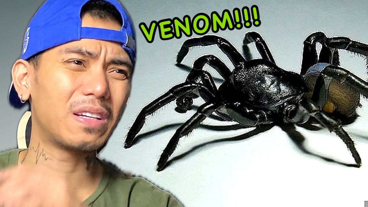 Penemuan Labah-Labah Spesies Baharu, Lebih Berbisa, Besar Dan Rupa ...