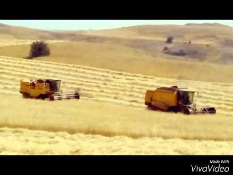Aydın Hasat 2015
