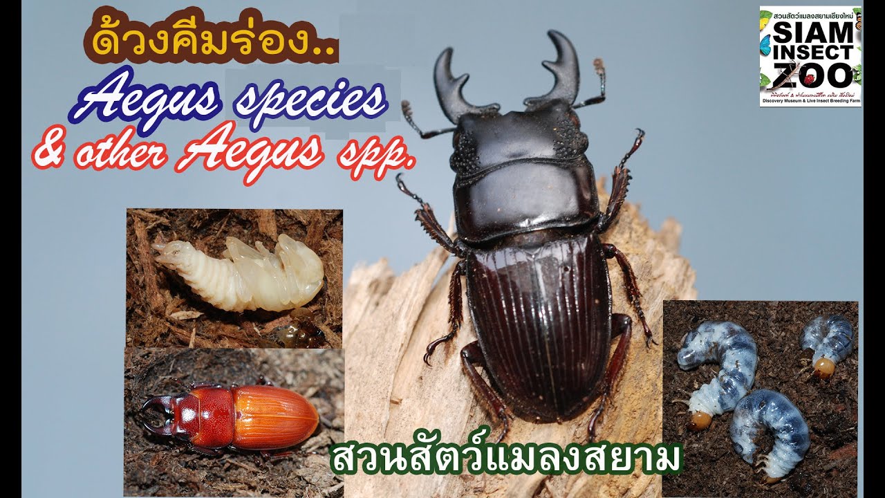 Ep.158 Two new species from Ratchaburi and a checklist of Aegus beetles ...