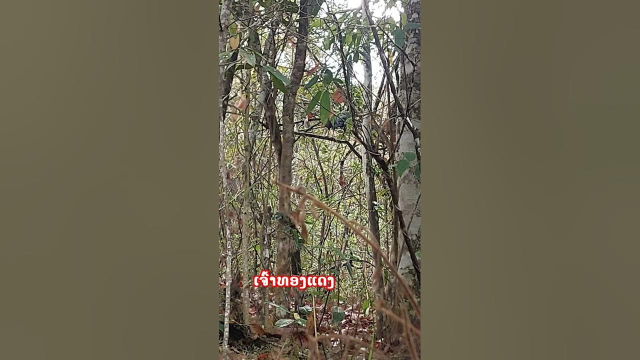 Me nyuam qaib dib muaj 8 hli 2025/03】#koleehmoobchannel - YouTube