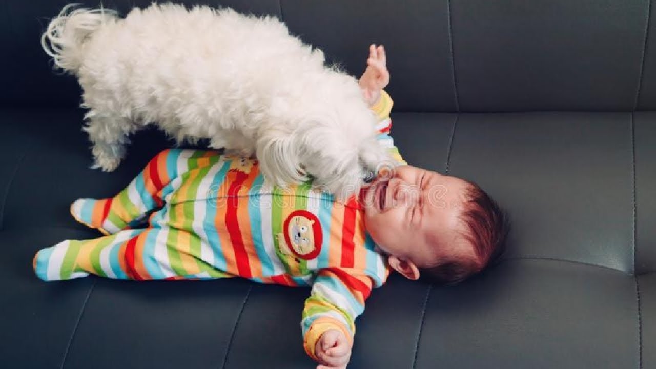 Funny humans and Animals Memes Vid - YouTube